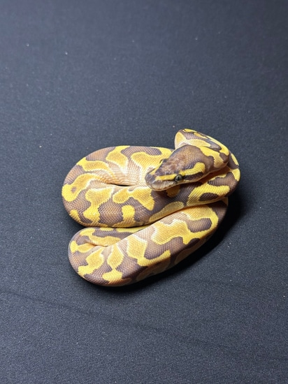 Enchi Lesser Ball Python by Taylor’s serpents