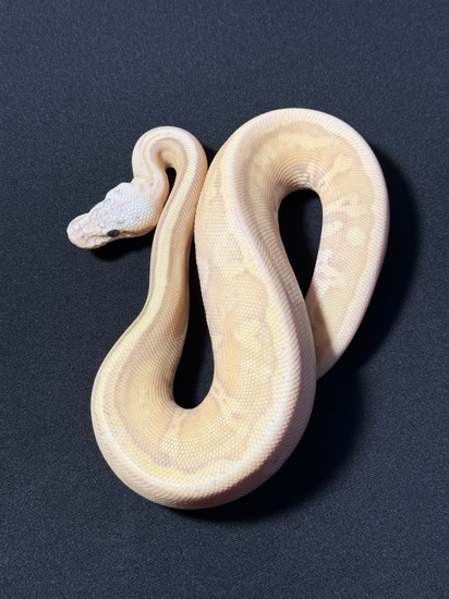 Stranger Banana Leopard Pastel Het Clown 66% Het Monsoon Ball Python by ...