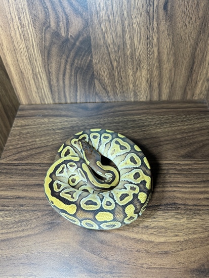 Mojave 66%het Monsoon Ball Python by Taylor’s serpents