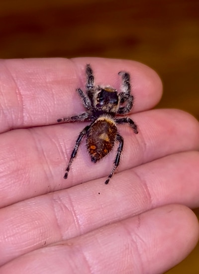 Riley ~ Jack-o’-lantern Regal Jumping Spider by Tay's Spoodslvania