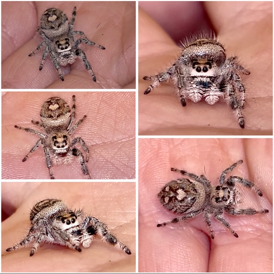 WHITE Phase Adult Female Regal Jumping Spider by Tay's Spoodslvania