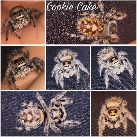 Cookie Cake ~ Adult Reverse Oreo Regal Jumping Spider by Tay's Spoodslvania