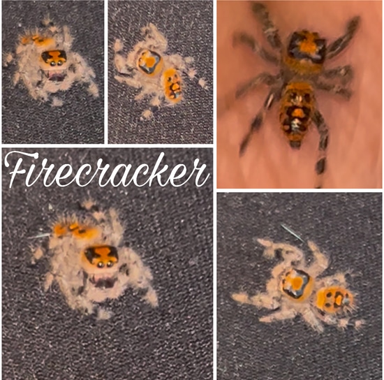 Firecracker ~i6 Regal Jumping Spider by Tay's Spoodslvania