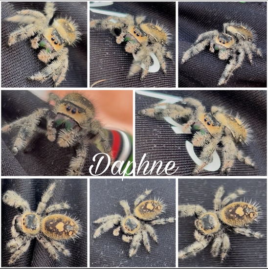 Daphne ~ Adult Female Regal Jumping Spider by Tay's Spoodslvania