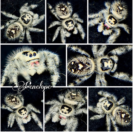 Penelope ~ Holdback Release Reverse Oreo Regal Jumping Spider by Tay's ...