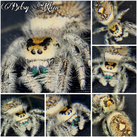 Patsy Klein ~ Butterscotch Adult Regal Jumping Spider by Tay's Spoodslvania