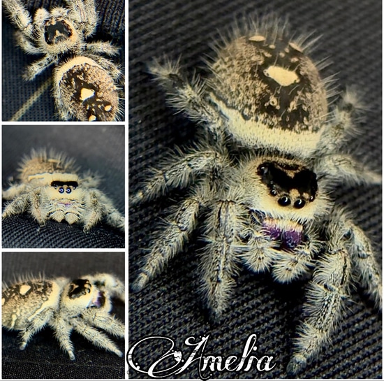 Amelia ~ Apalachicola Jumping Spider by Tay's Spoodslvania