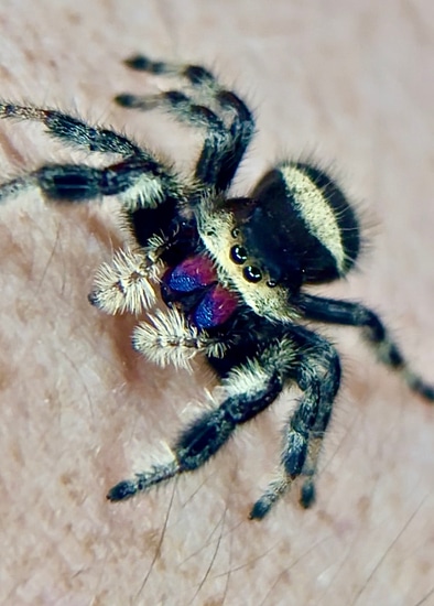 Boogie Woogie ~ Unique Holdback Dark Phase Clay Jumping Spider by Tay's ...