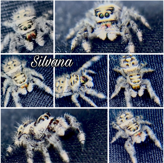 Silvana ~ White Line Regal Jumping Spider by Tay's Spoodslvania