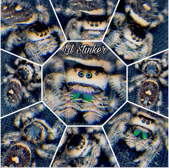 Lil’ Stinker ~ Apalachicola Unpaired Adult Female Jumping Spider by Tay ...