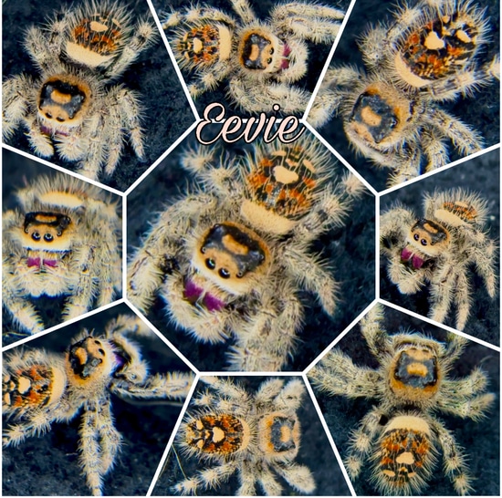 Eevie ~ Very Unique Sibling To Phoenix & Candy Corn Jumping Spider by ...
