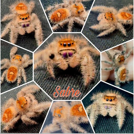 Sabre ~ Unique Phoenix/Candy Corn Sibling!! Jumping Spider by Tay's ...