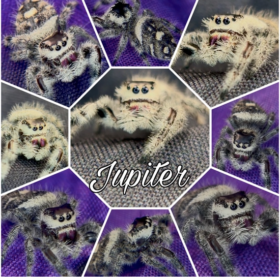 Jupiter ~ I8 Reverse Oreo X White Line Jumping Spider by Tay's Spoodslvania