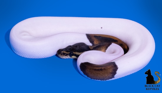 Female, Black Pastel Piebald Ball Python by Black Cat Reptiles