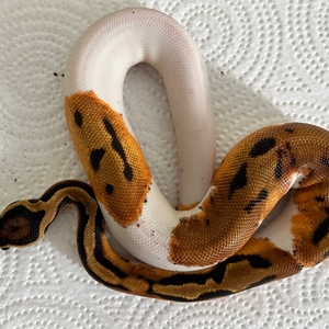 Showtime ball pythons - MorphMarket