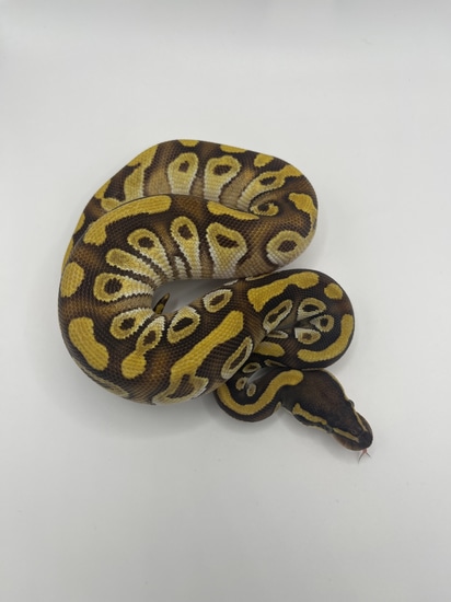 Mojave Fire Enchi 100 % Het Clown Ball Python by Showtime ball pythons