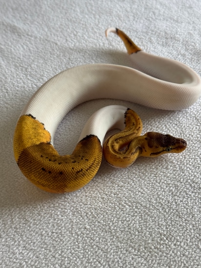 Lemon Blast Piebald Ball Python by Taz's Ball's