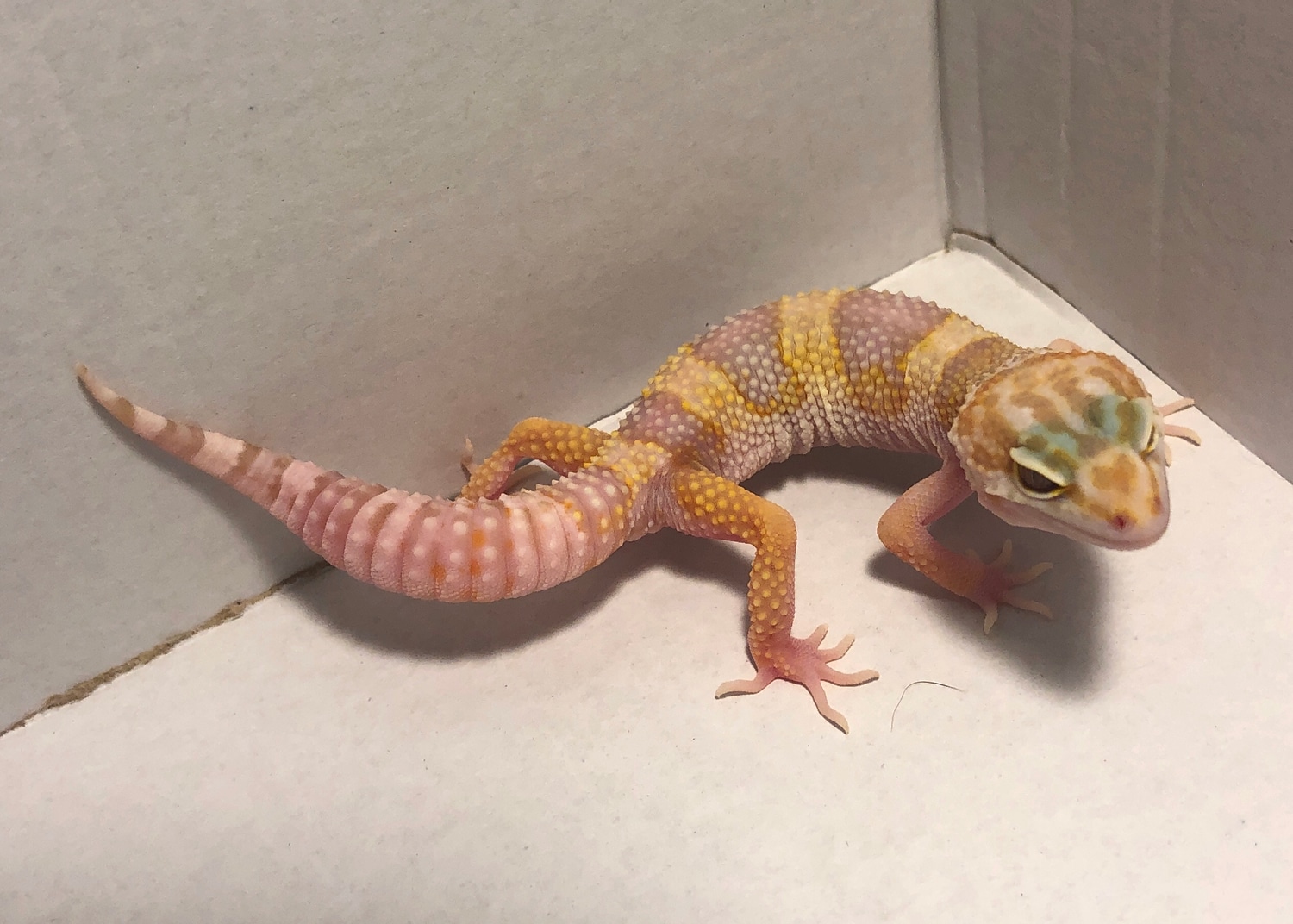W/Y Mack Snow Tremper Het Eclipse, Pos Het MP Leopard Gecko by Root To ...