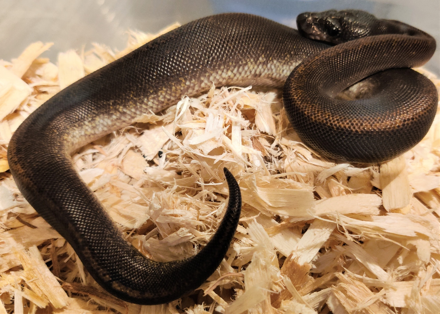 Suma Ball Python by TBM Reptiles - MorphMarket