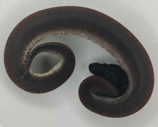 Suma Ball Python by TBM Reptiles