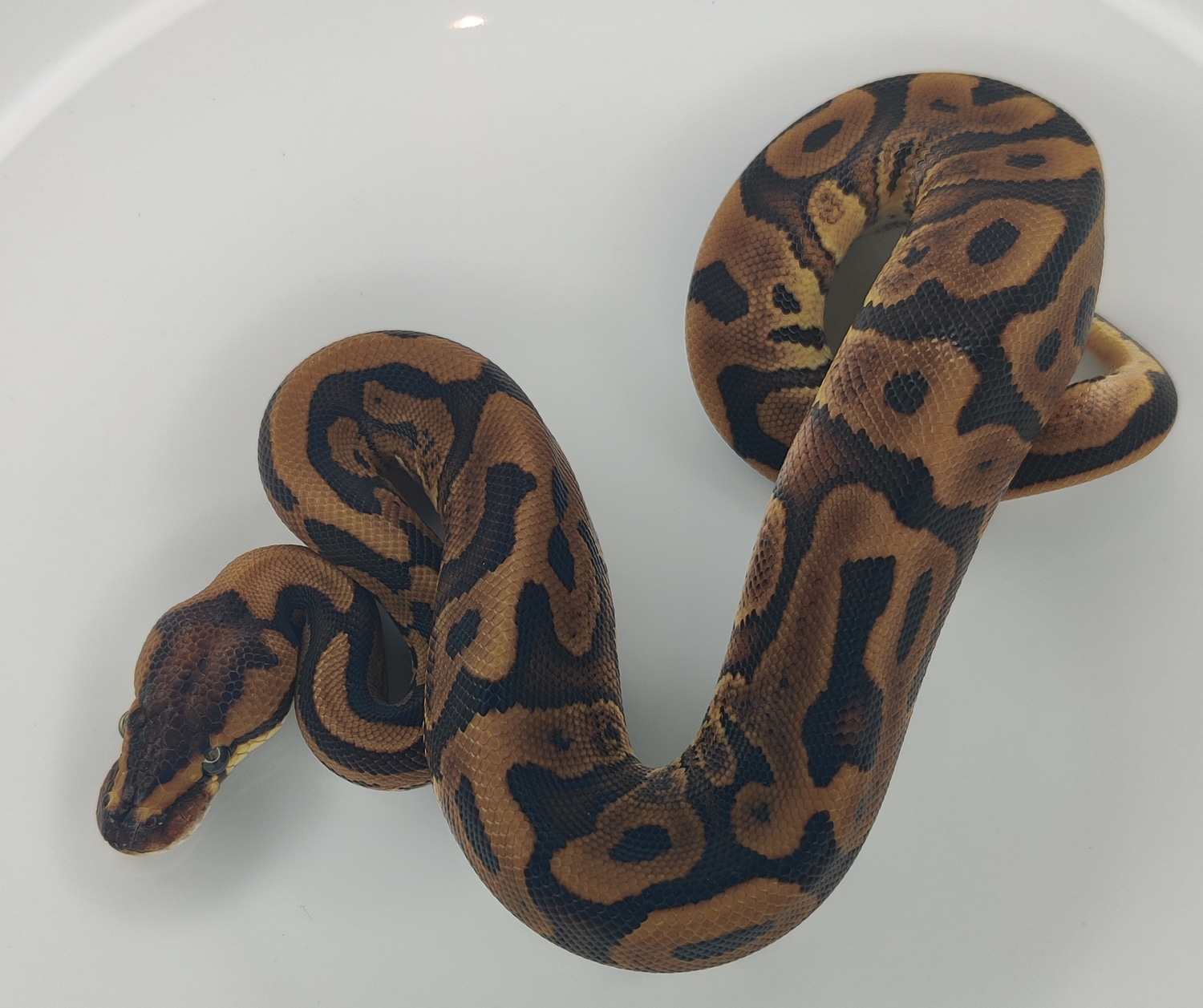 Leopard Red Stripe Ball Python by TBM Reptiles - MorphMarket