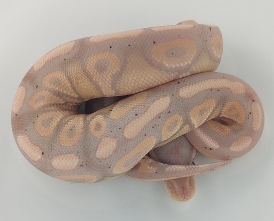 Banana Cinny Ball Python by TBM Reptiles