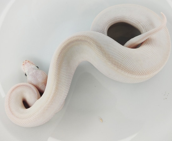 Mojave Russo Ball Python by TBM Reptiles