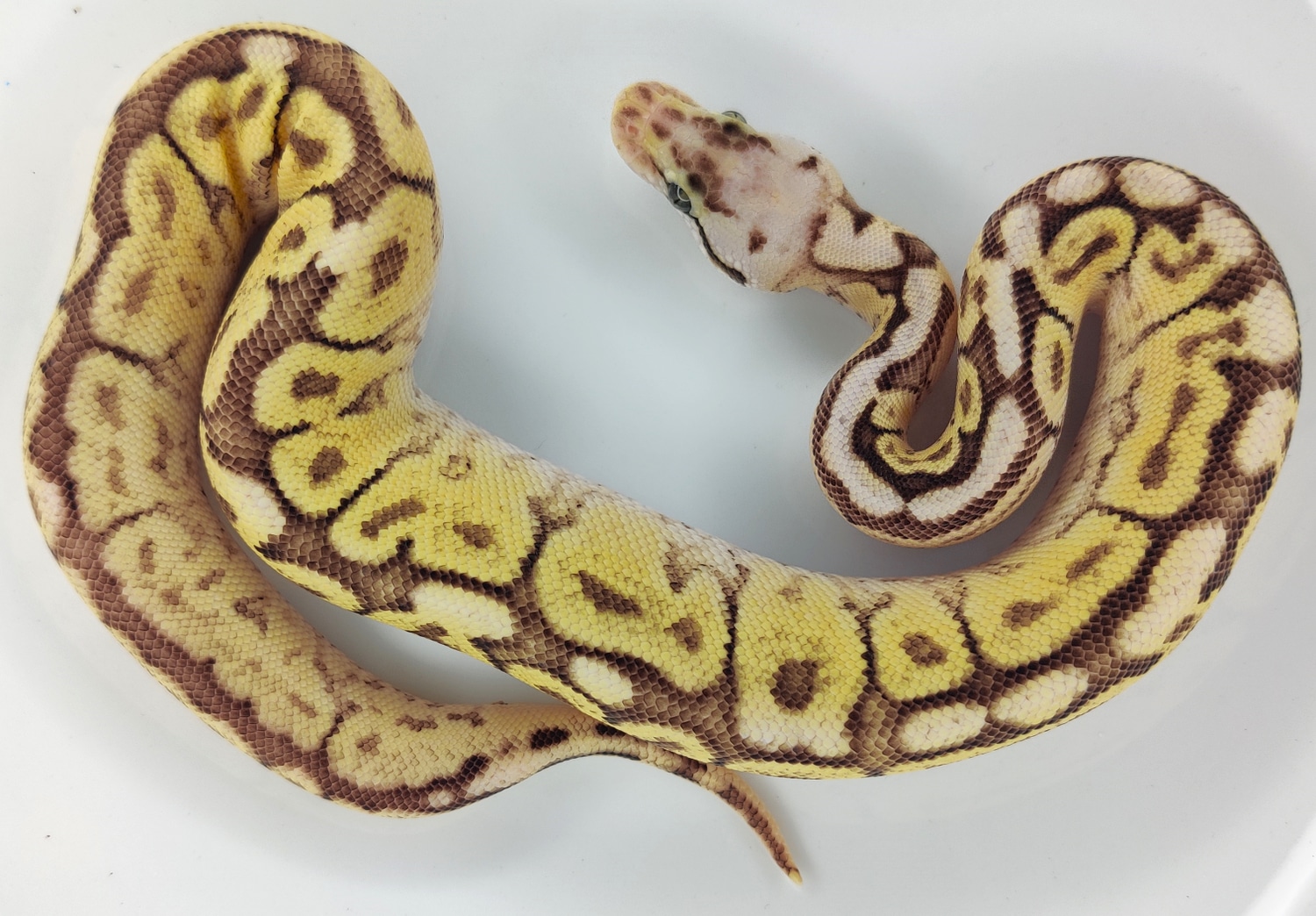 Bumble Bee Bongo Ball Python by TBM Reptiles - MorphMarket