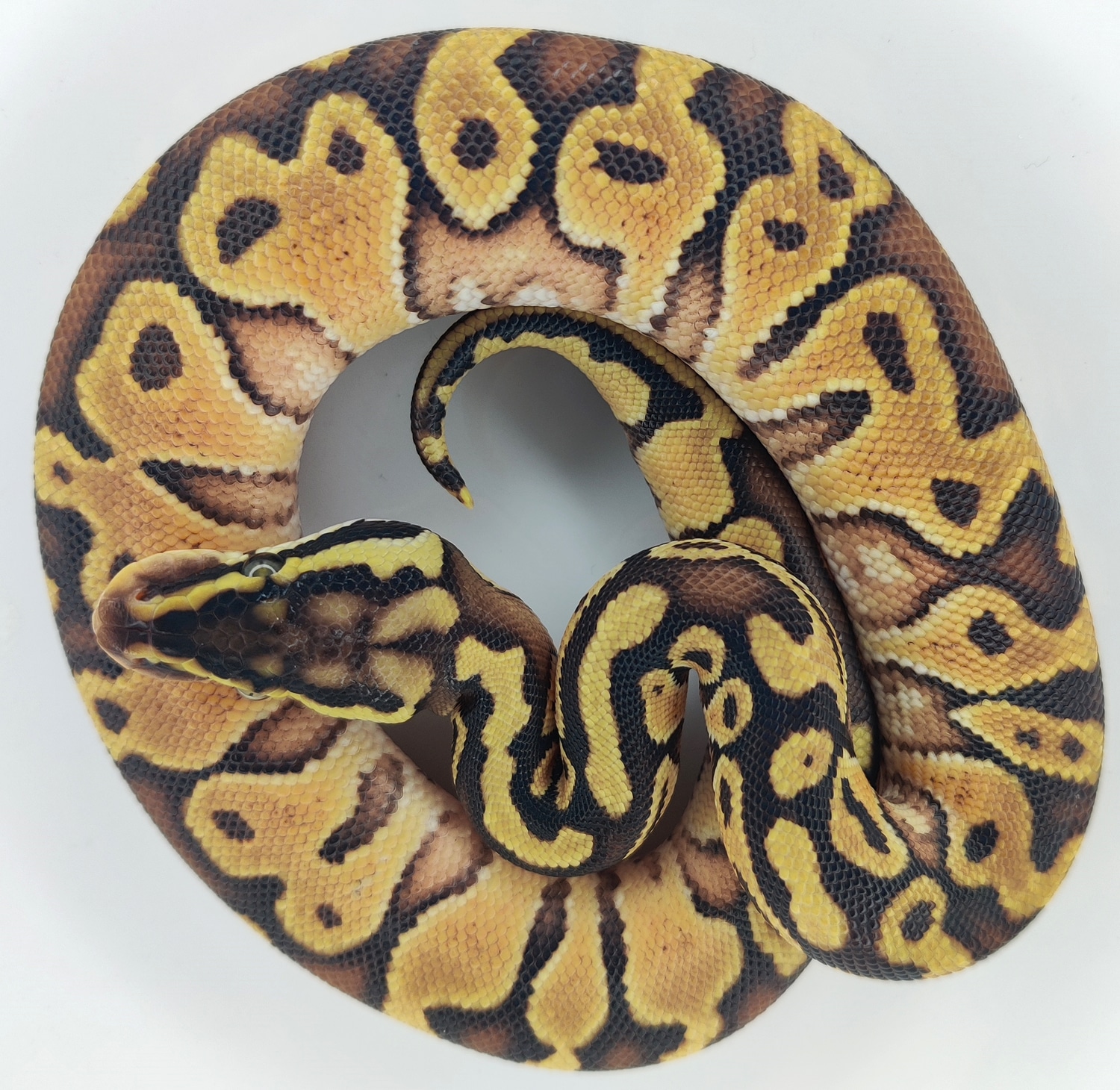 Pastel Enchi Special Ball Python by TBM Reptiles - MorphMarket