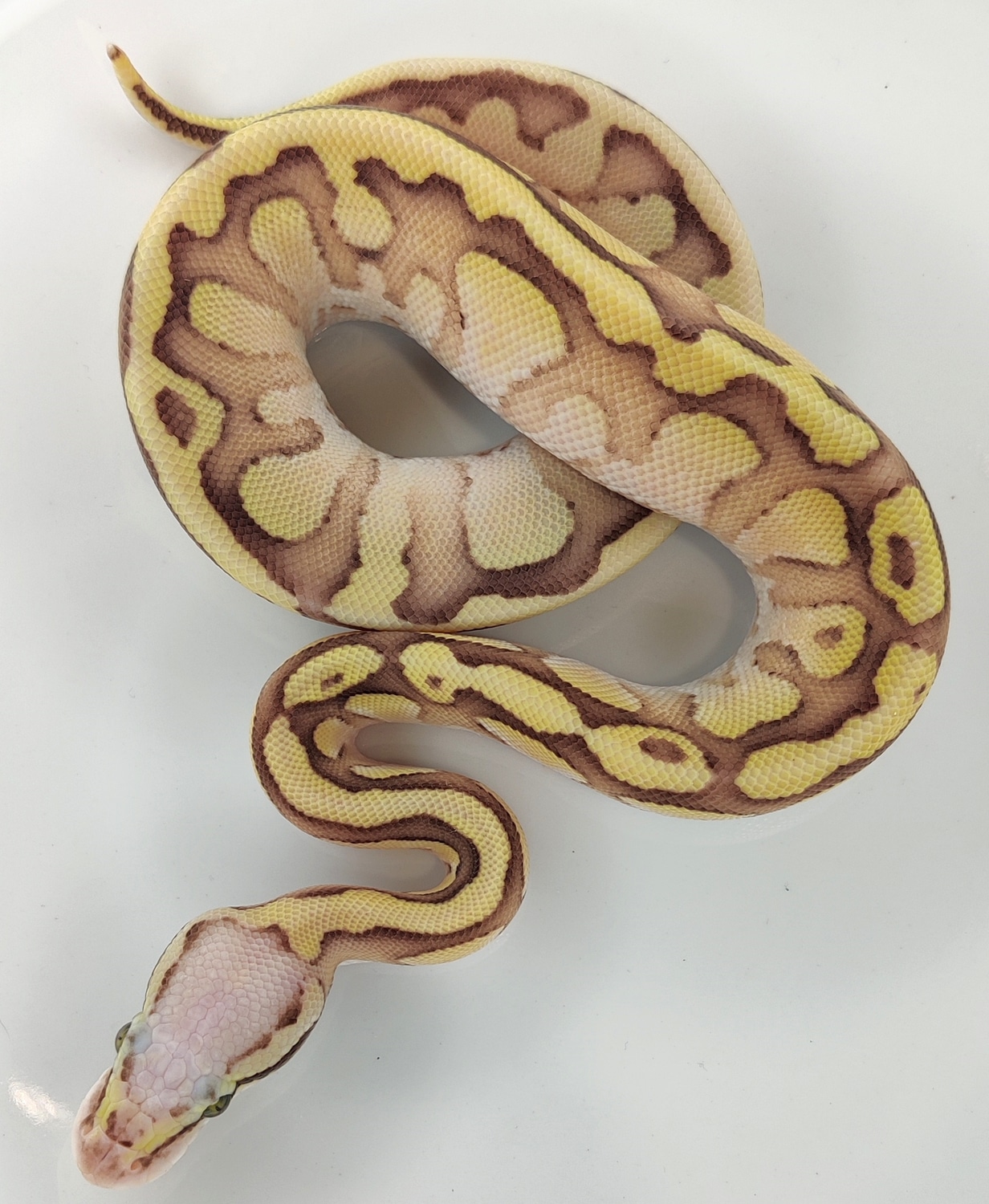 Pastel Lesser Super Vanilla Ball Python by TBM Reptiles - MorphMarket