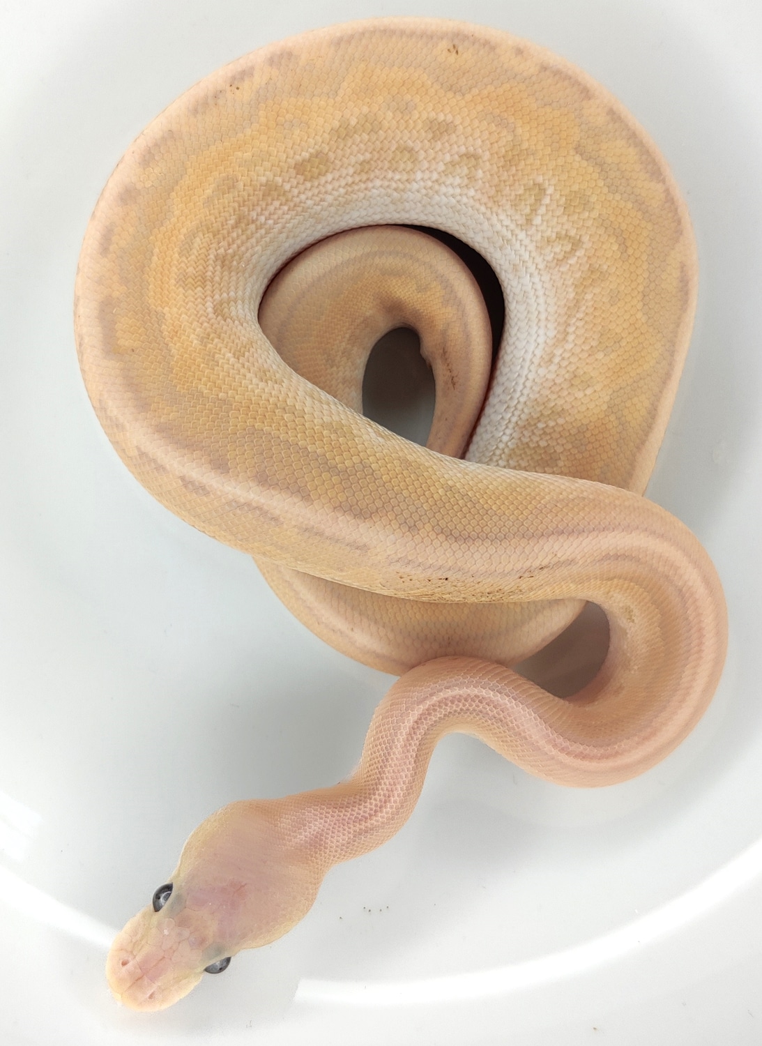 Banana Cinny Pin Mojave Ball Python by TBM Reptiles - MorphMarket
