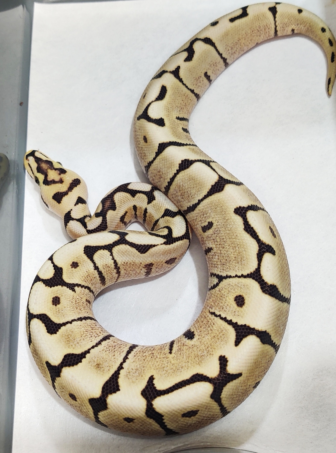 DG Spider Het Cryptic Ball Python by TBM Reptiles - MorphMarket