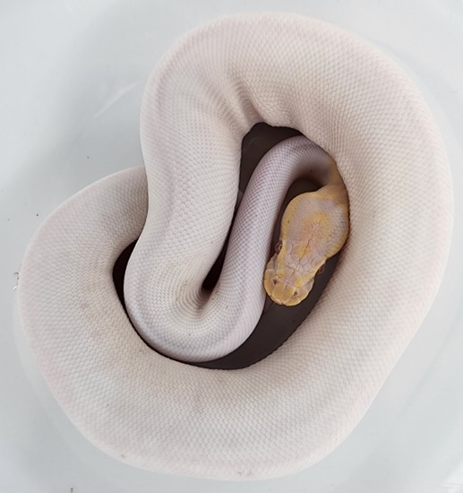 Candino Pied Ball Python by TBM Reptiles