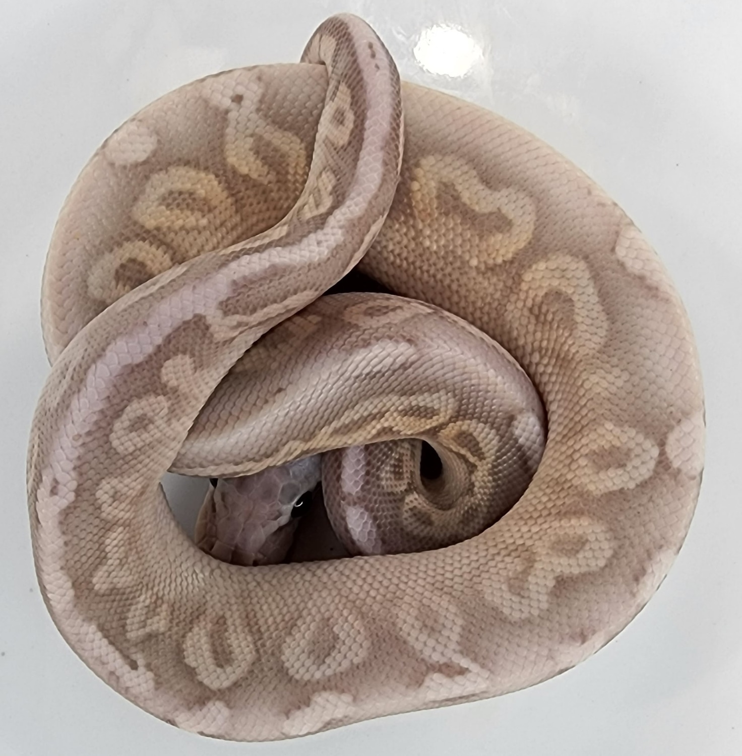 Banana Pewter Calico Ball Python by TBM Reptiles - MorphMarket