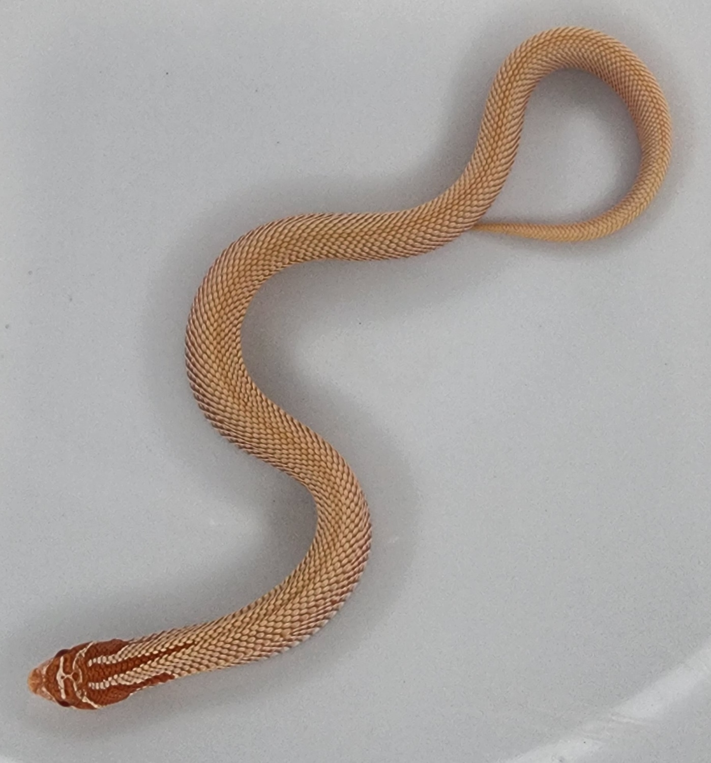 Ext Red Albino Super Conda Western Hognose by TBM Reptiles - MorphMarket