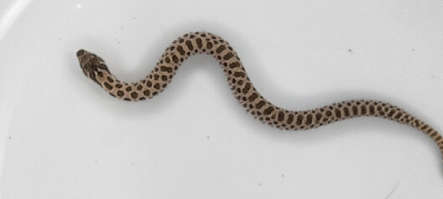 Arctic Het Lavender Pos Het Ppa Axanthic Western Hognose by TBM ...