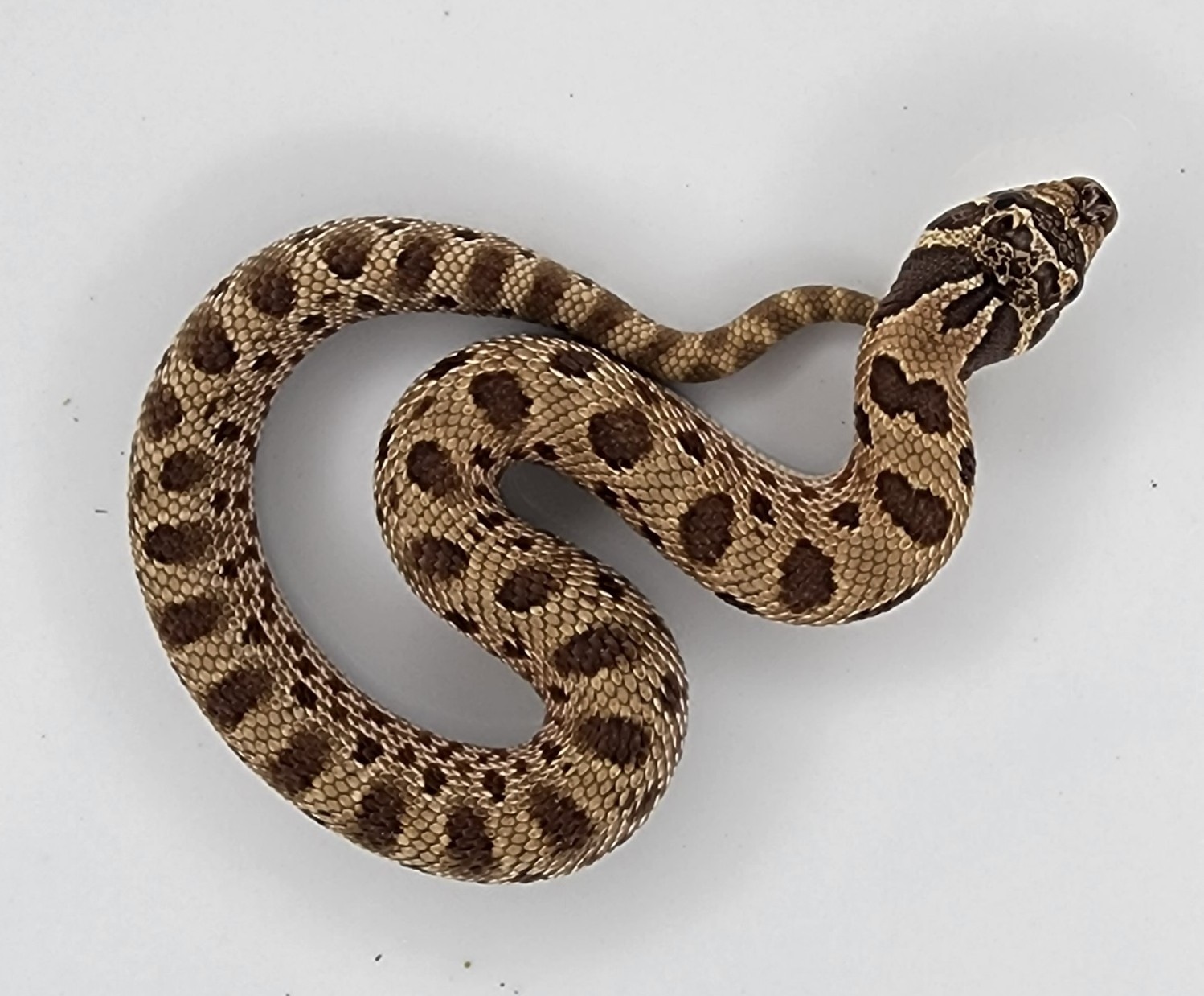 Arctic Conda Het Lavender Pos Het PPA Pos Het Axanthic Western Hognose ...