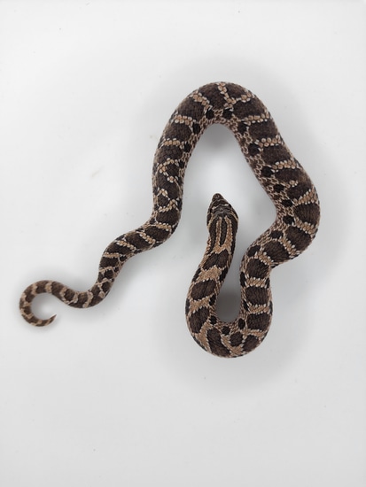 Arctic Sable Western Hognose by TBM Reptiles