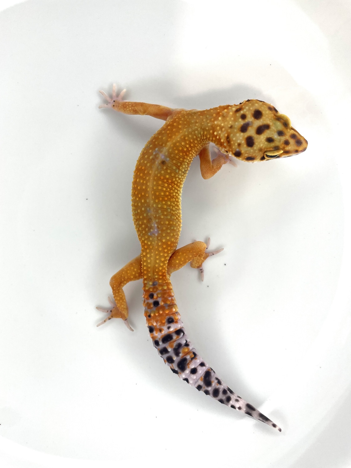 Purple Head Leopard Gecko by TBM Reptiles - MorphMarket
