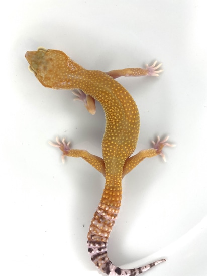 Blood Sunglow Raptor Leopard Gecko by TBM Reptiles