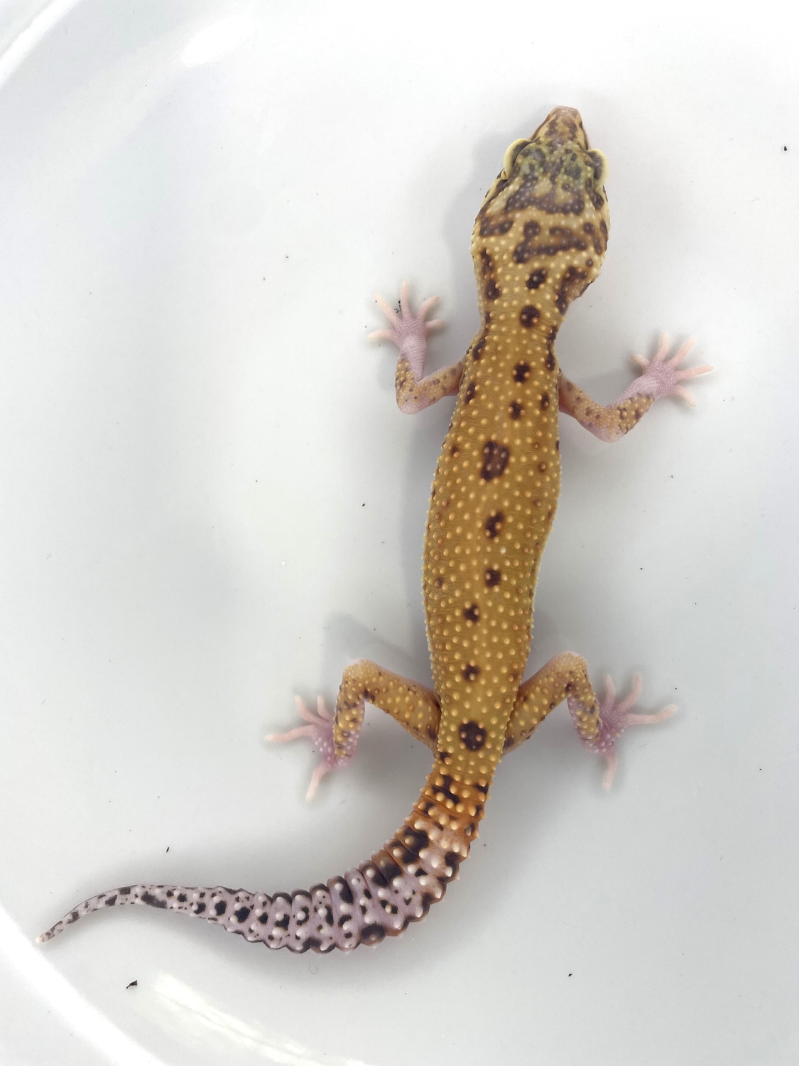 Raptor 2 Solid Ruby Red Eyes Leopard Gecko by TBM Reptiles - MorphMarket