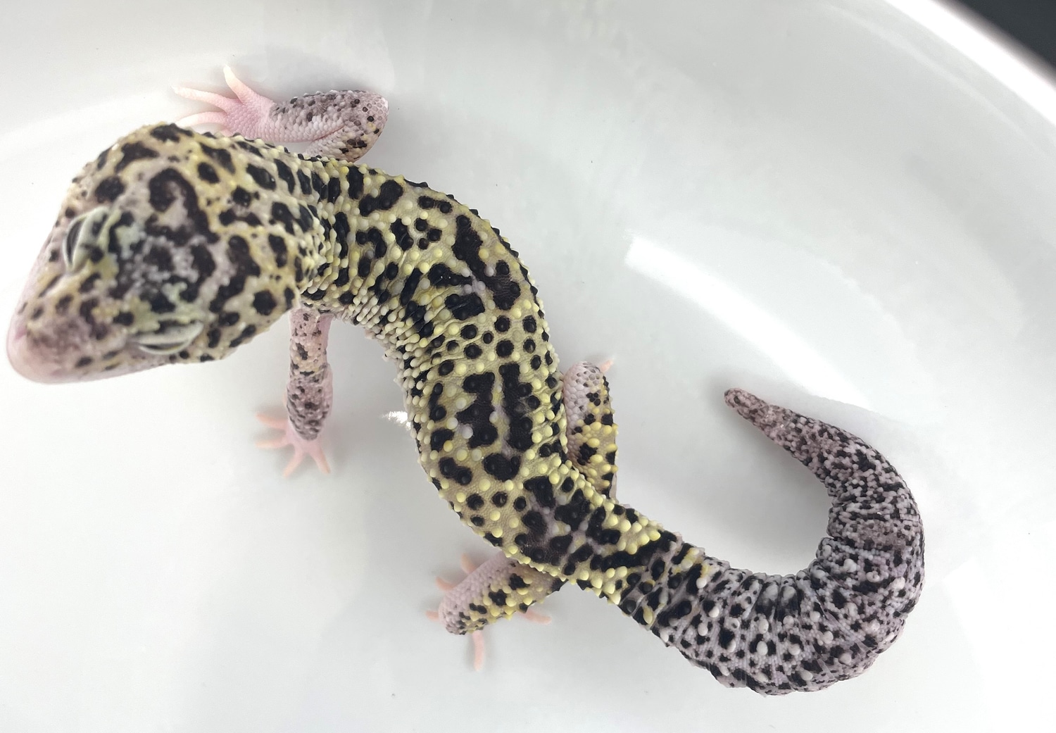 Snow Hyper Xanthic Eclipse Leopard Gecko by TBM Reptiles - MorphMarket