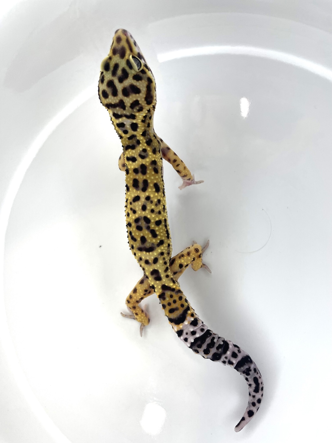 Snow Hyper Xanthic Leopard Gecko by TBM Reptiles - MorphMarket