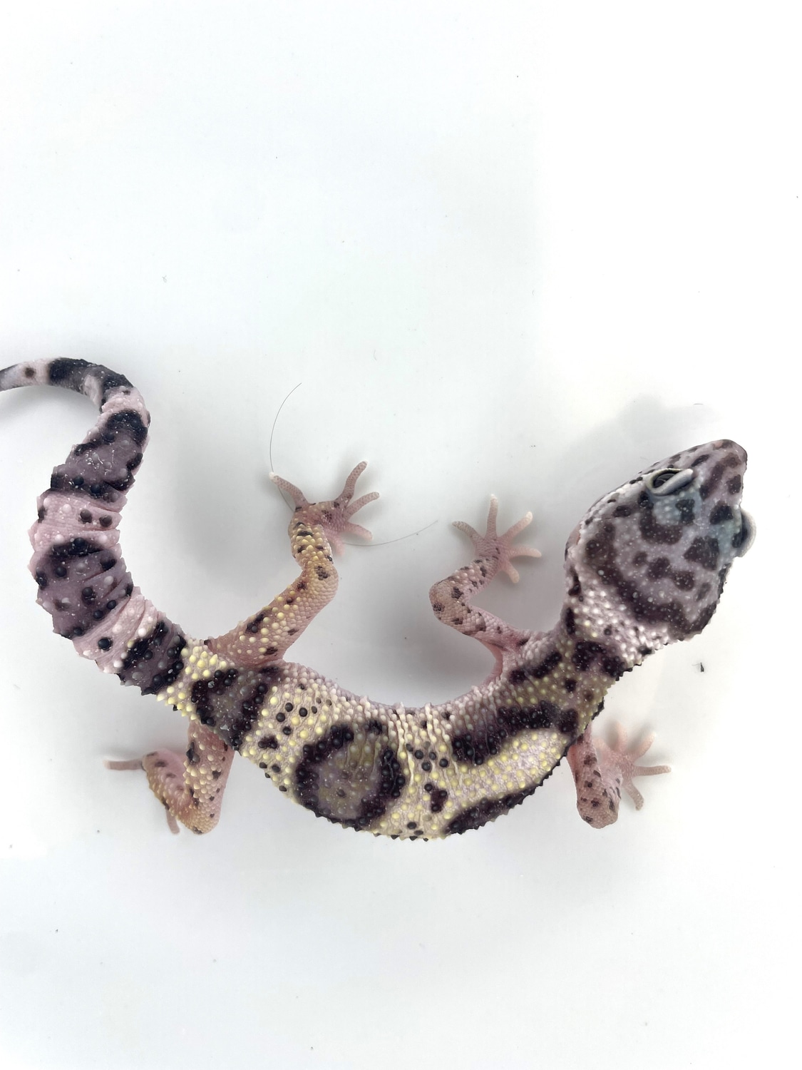 Snow Hyper Xanthic Leopard Gecko by TBM Reptiles - MorphMarket