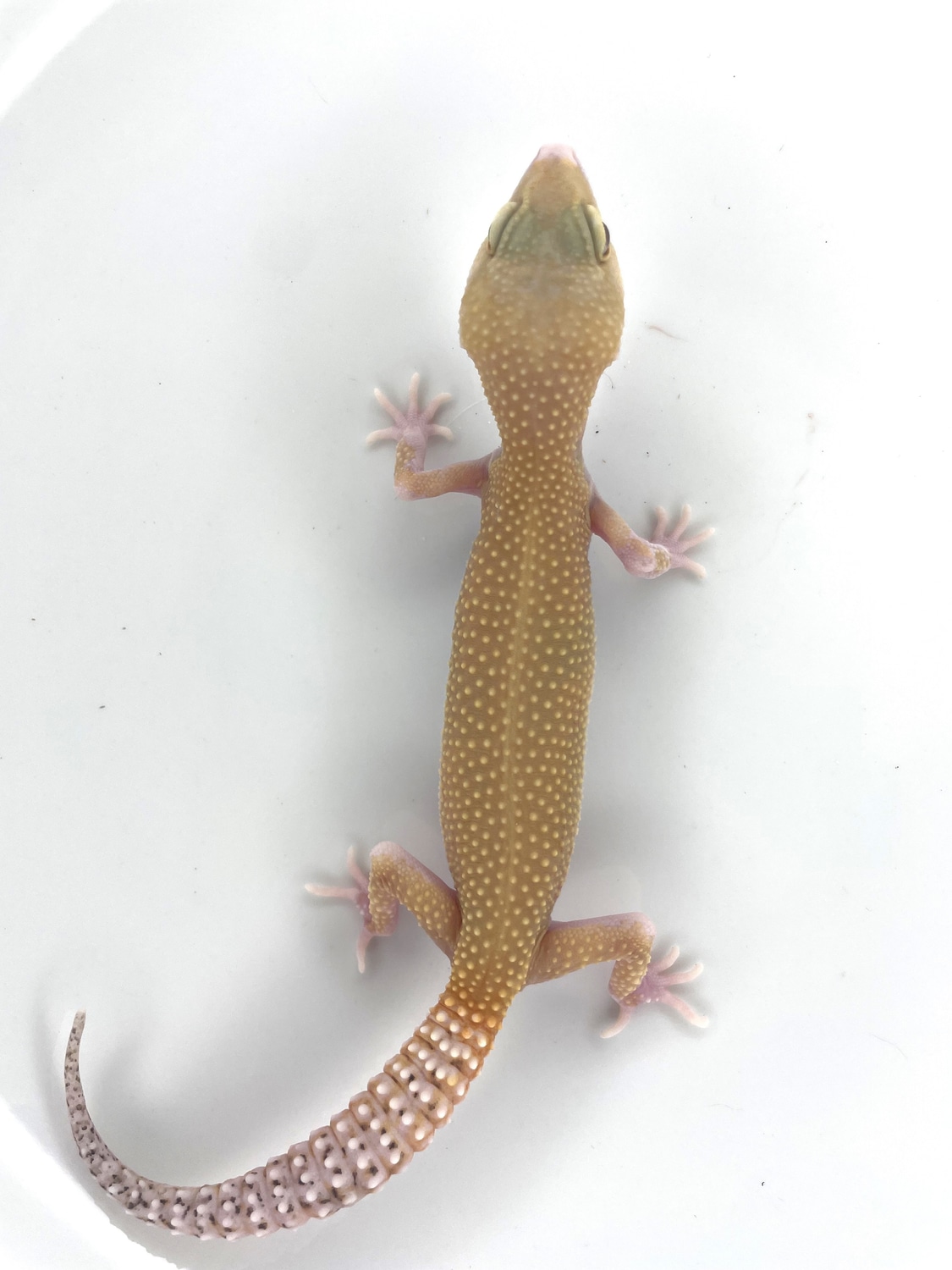 Eclipse Pos Het Tremper Leopard Gecko by TBM Reptiles - MorphMarket
