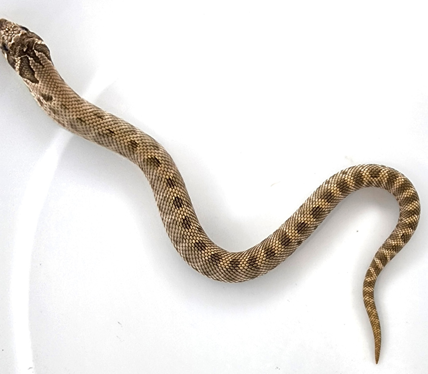 Watermelon Jag Conda Het Axanthic Western Hognose by TBM Reptiles ...