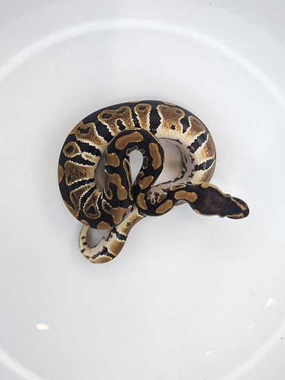 Het Sunset Ball Python by TBM Reptiles