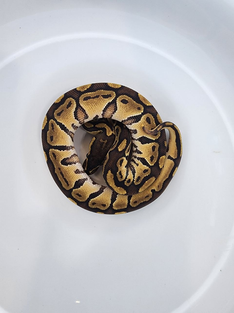 Bongo Het Clown Ball Python by TBM Reptiles - MorphMarket
