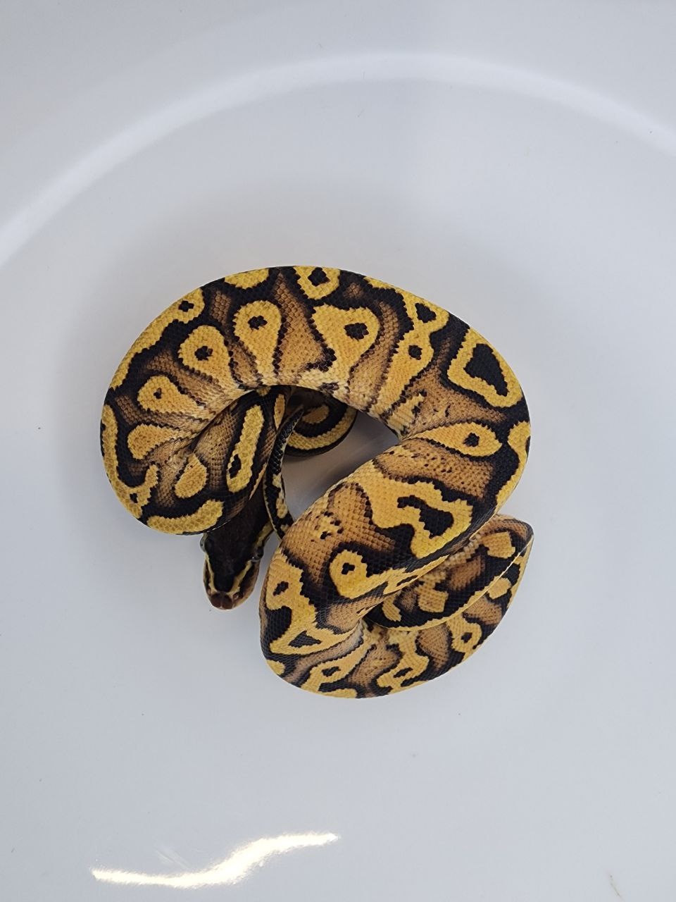 Pastel OD YB Ball Python by TBM Reptiles - MorphMarket