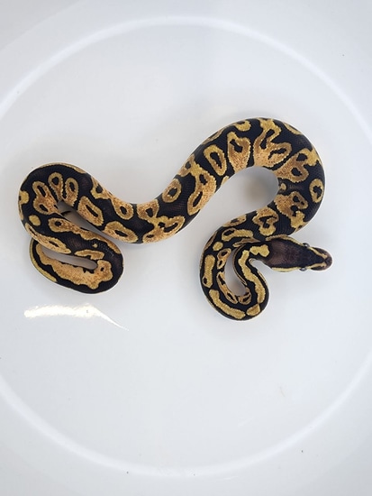 Pastel Yb Ball Python by TBM Reptiles